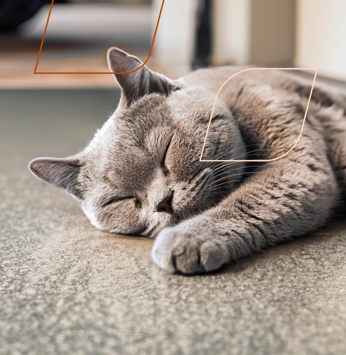 Strona główna - Purios